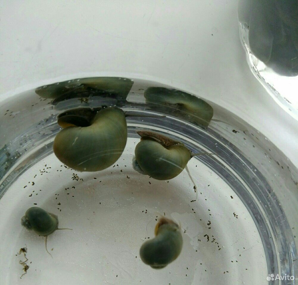 Голубая ампулярия, цветная ампулярия