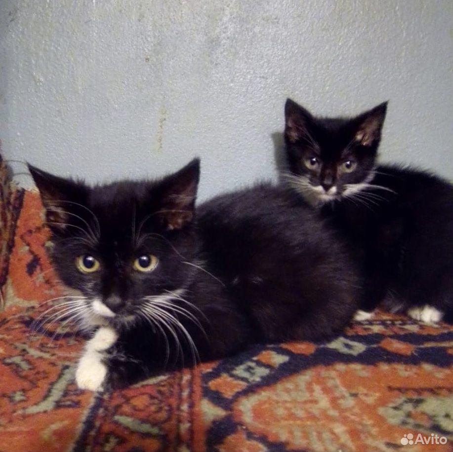 Котята. 1,5 и 3 месяца