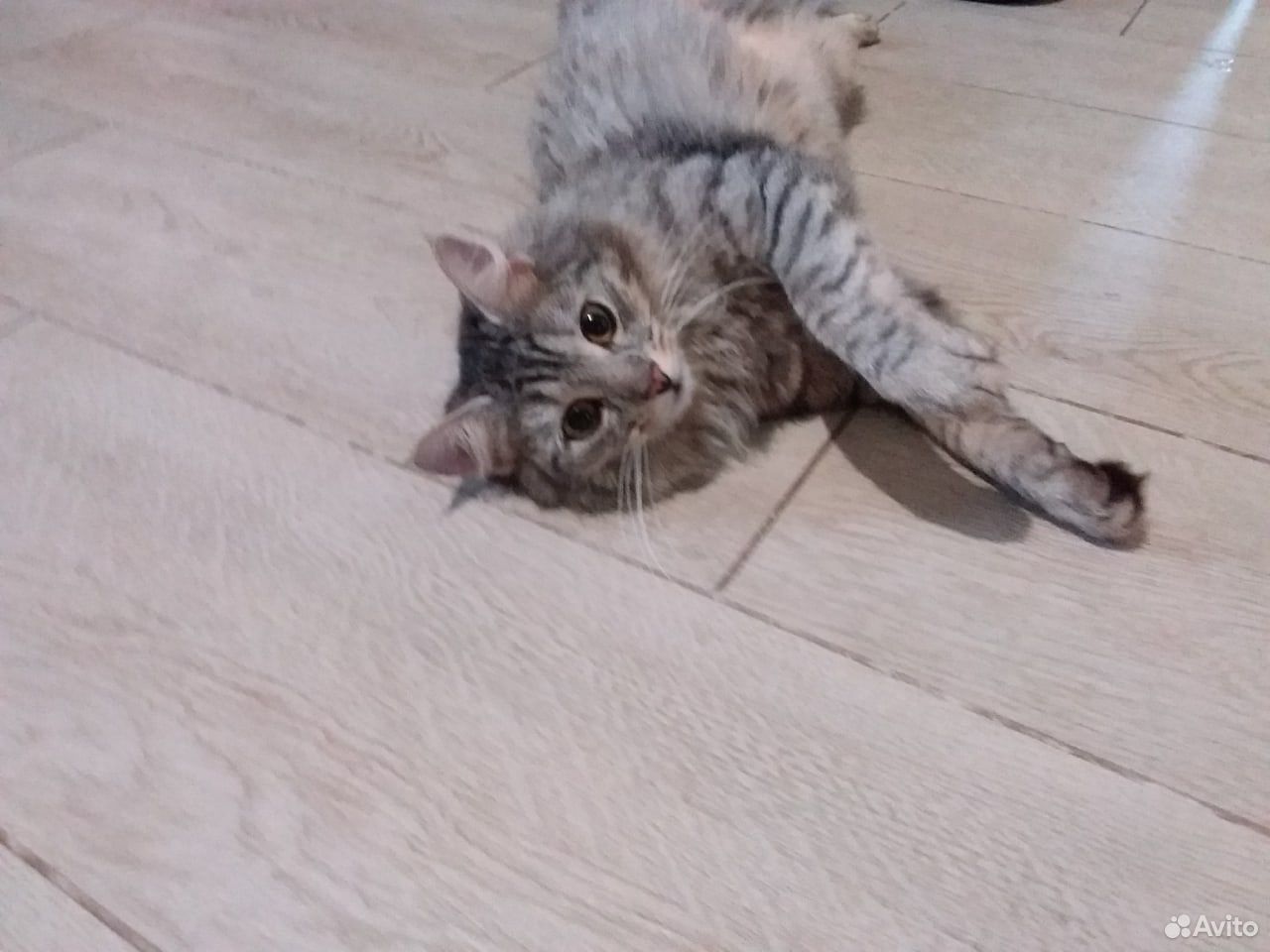 Ласковая стерилизованная красотка ищет дом