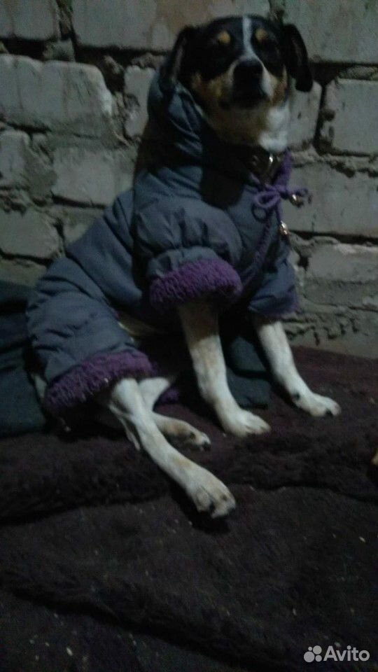 Собака