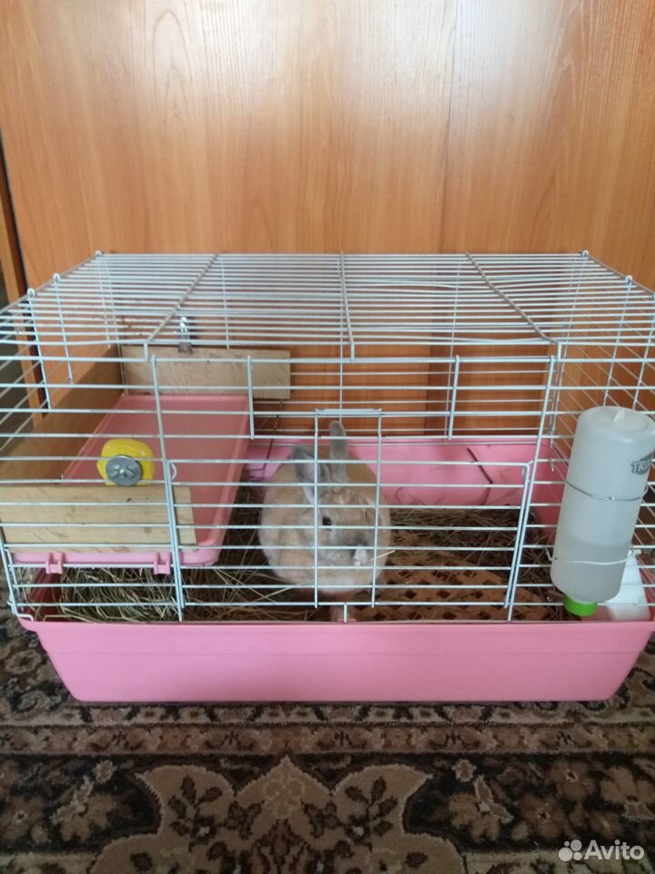 Кролик с клеткой