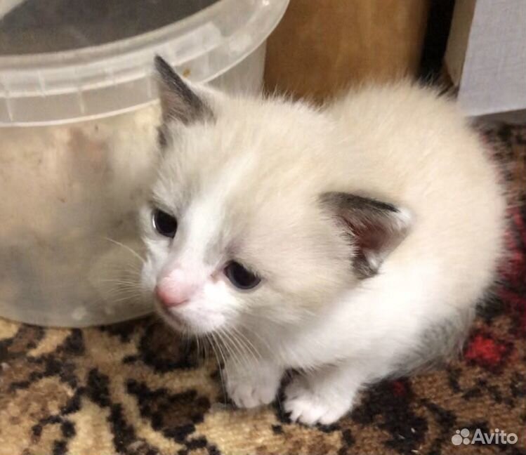 Котёнок