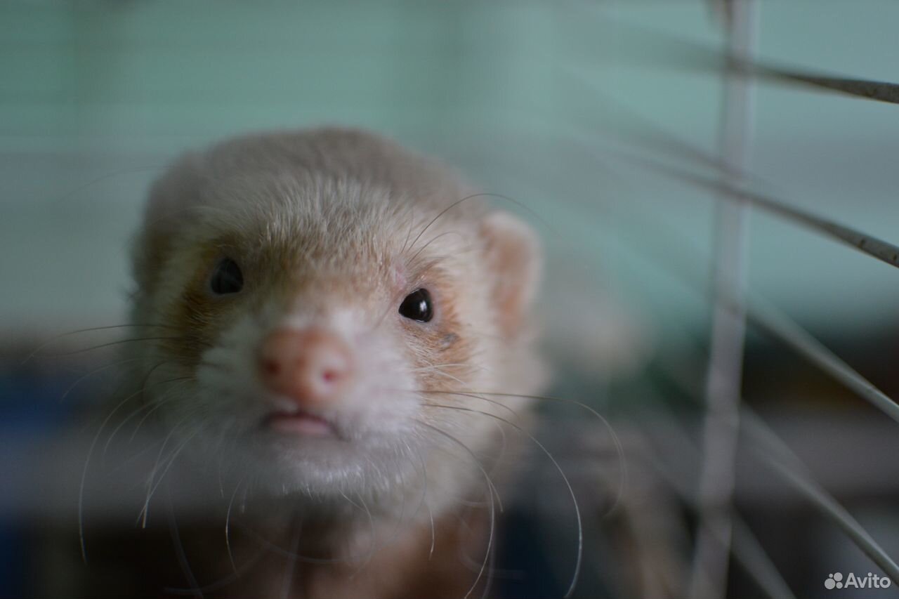 Хорек в добрые руки бесплатно