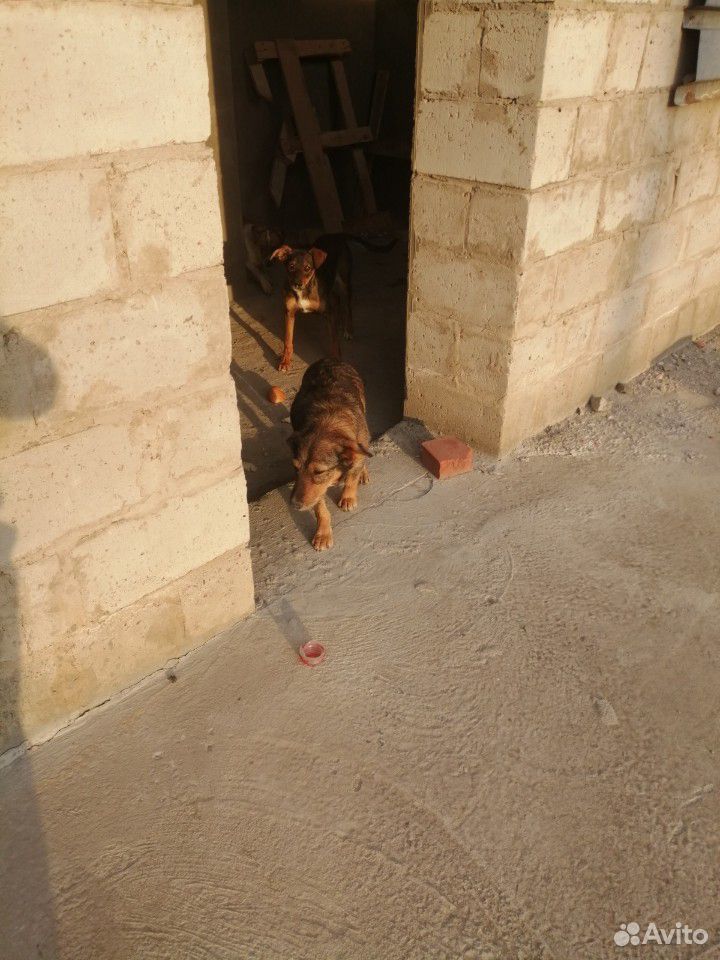 Милые щенки ждут добрых людей в добрые руки