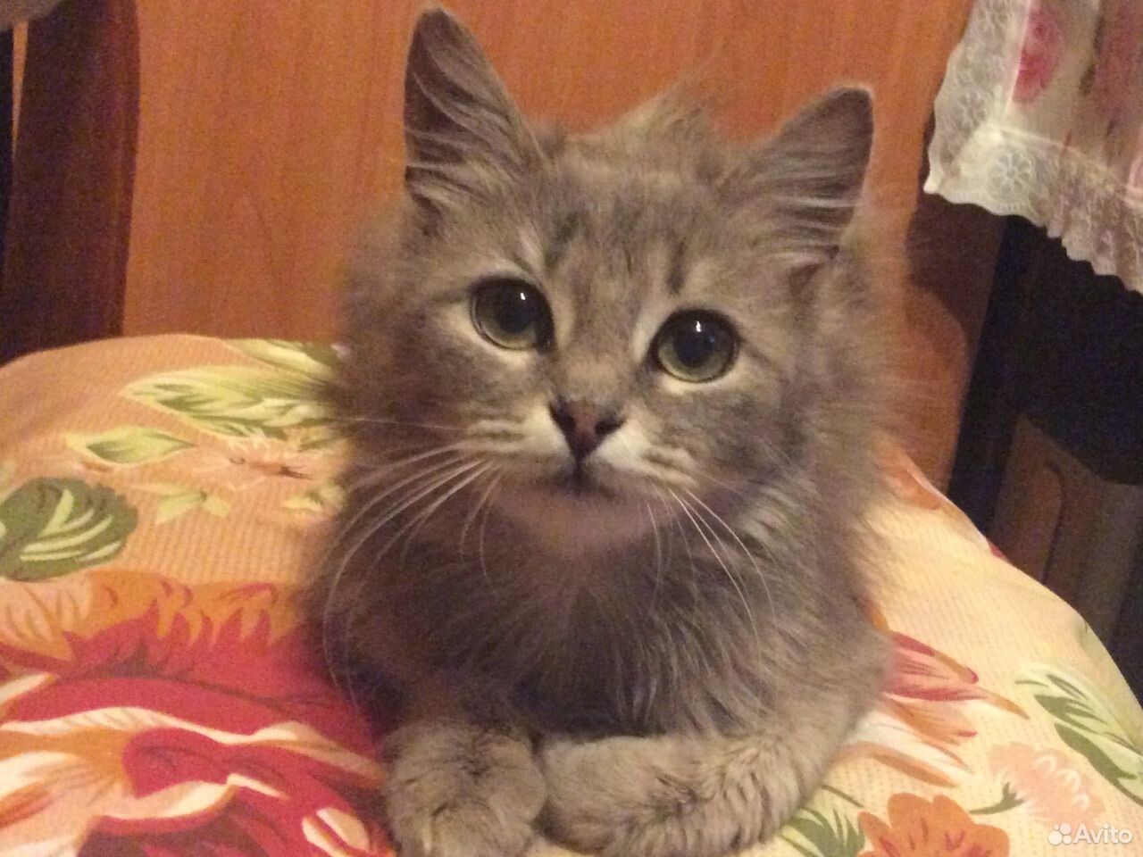 Котенок