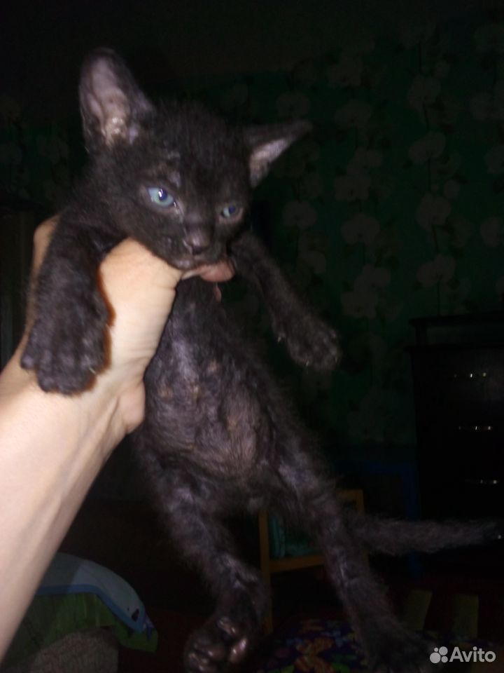 Сфинкс котенок