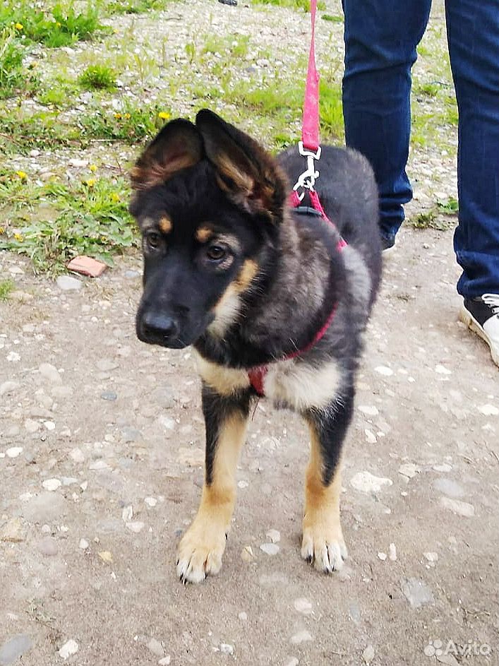 Овчароидная девочка ищет дом