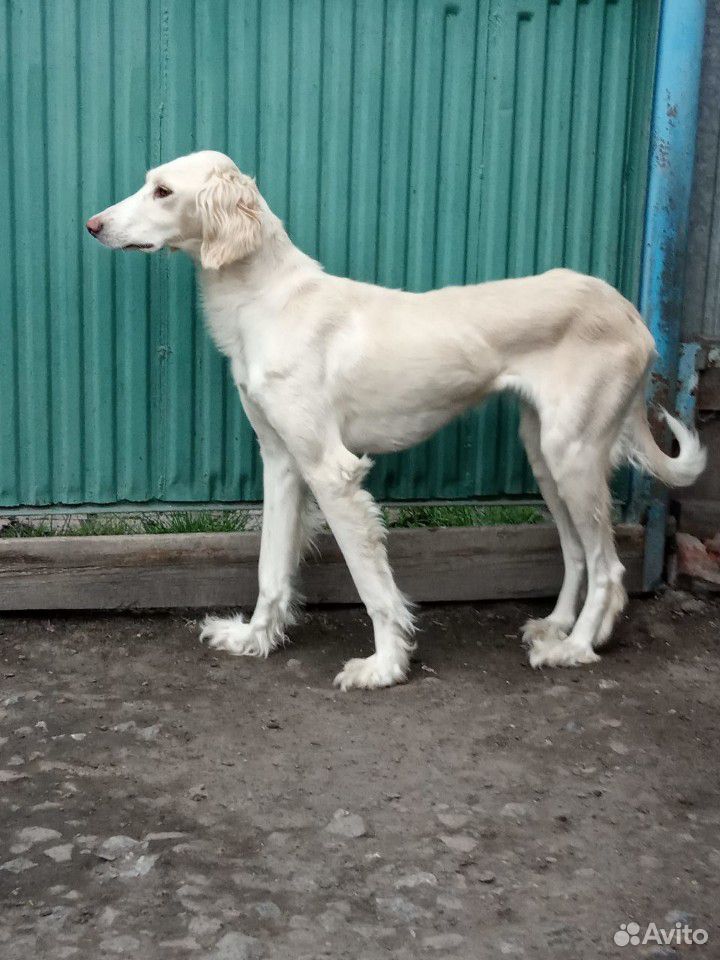 Казахская борзая - тазы