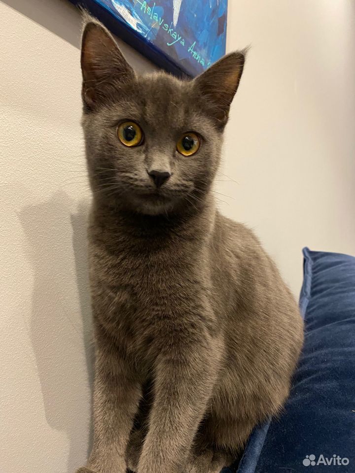 Русская голубая кошка Белла