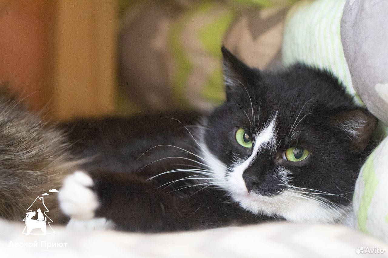 Отдам в добрые руки чудесного пушистика