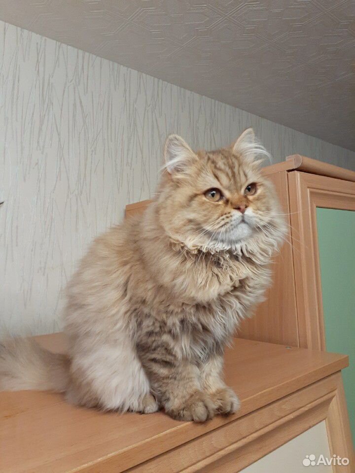 Британский пушистик