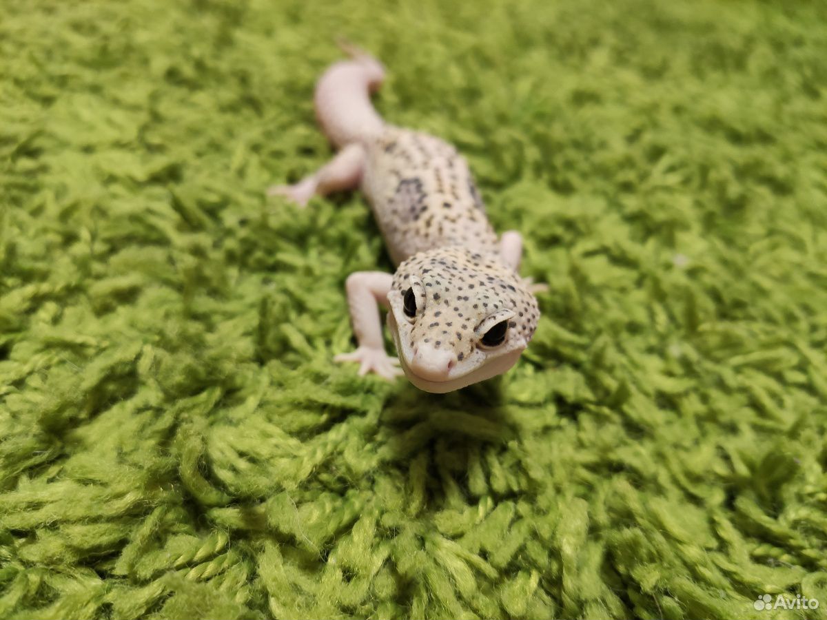 Эублефар black hole