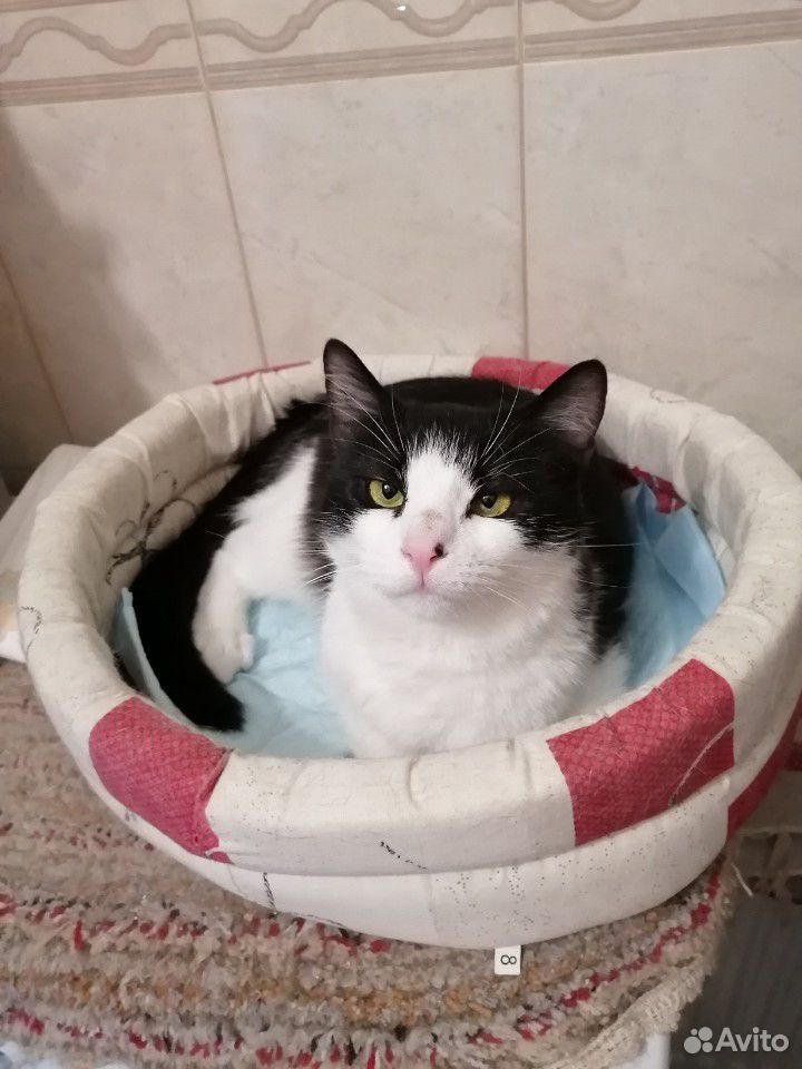 Кошка в добрые руки