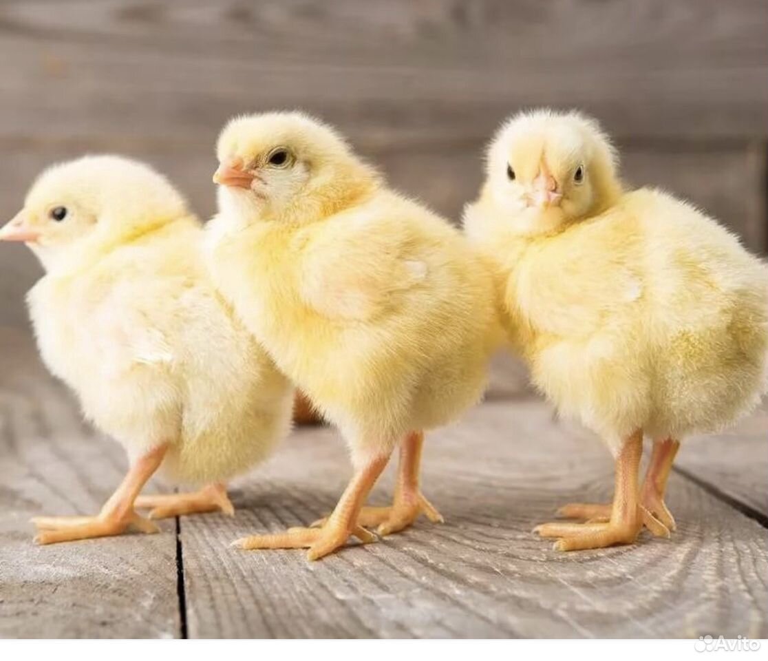 Цыплята кооб 700 бройлер