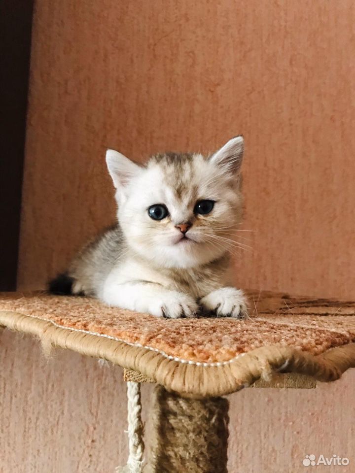 Шотландская вислоухая