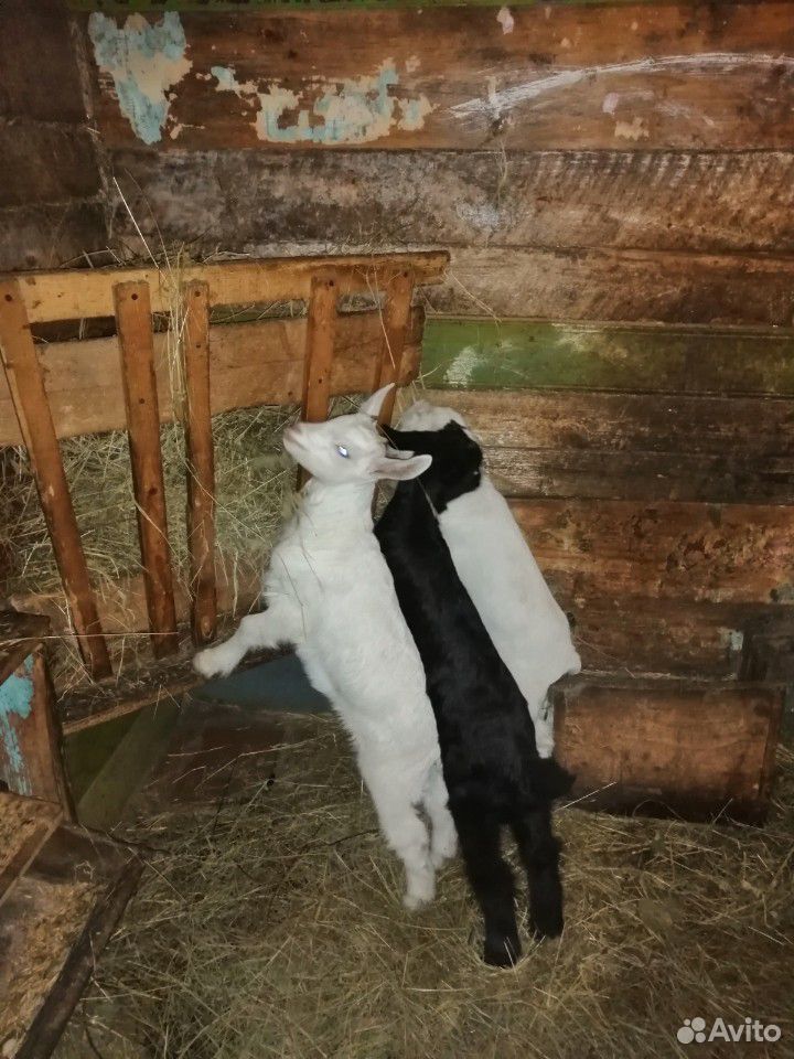 Козленок мальчик