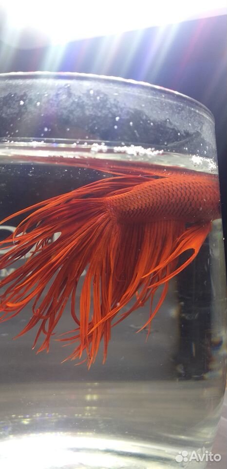 Рыбка Петушок коралловая корона