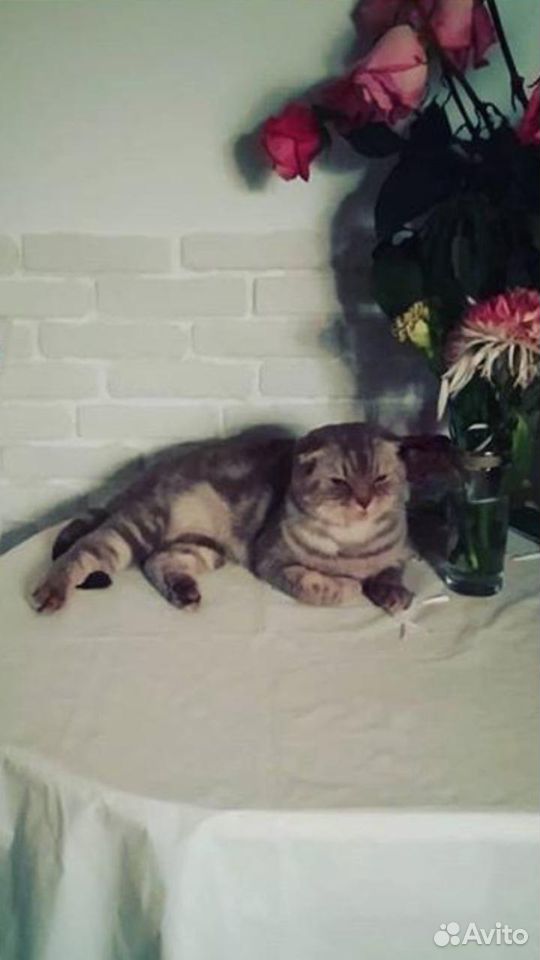 Шотландская веслоухая