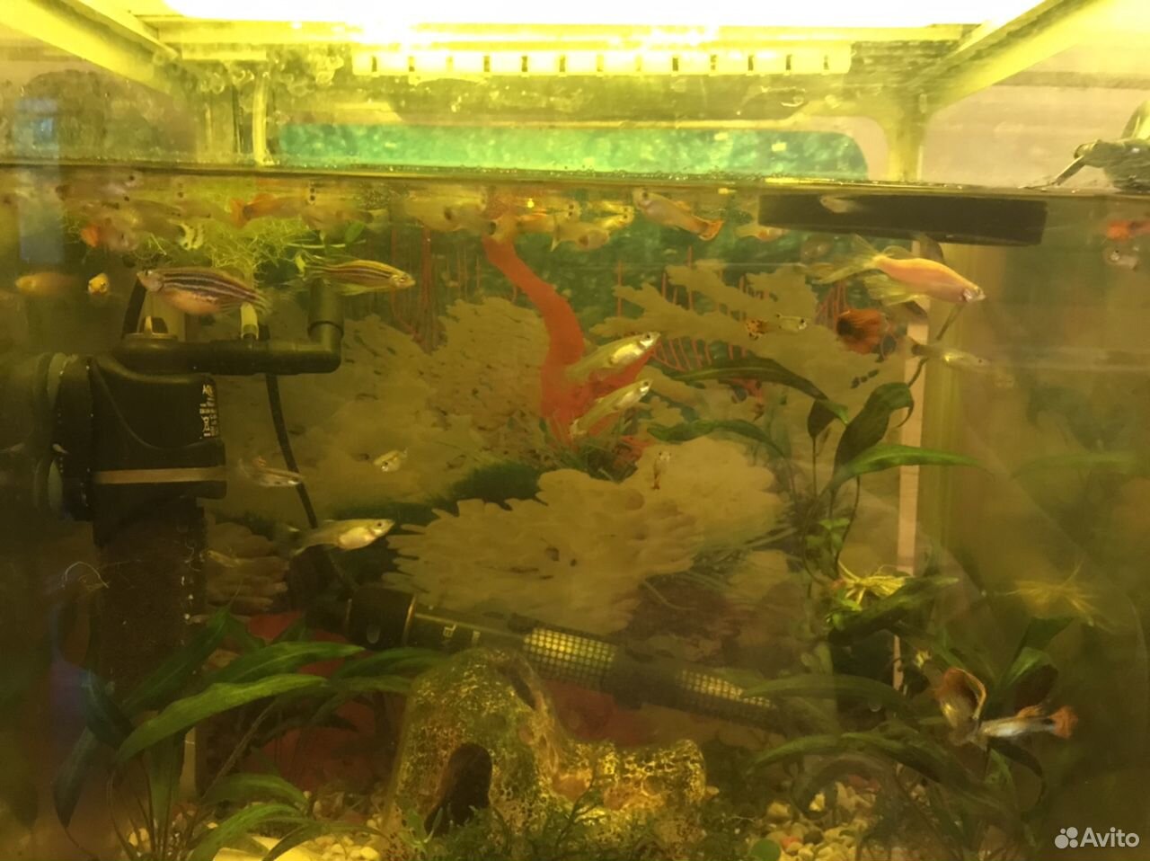 Мальки гуппи