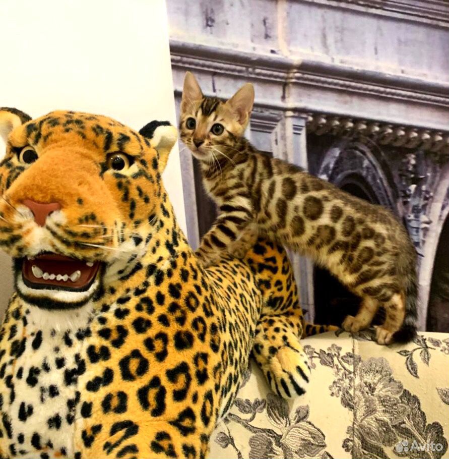 Эксклюзивные бенгальские котята