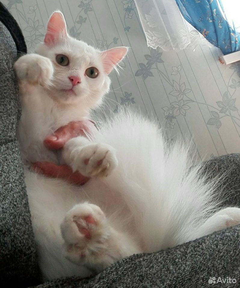 Красавица Снежка, нежность и само очарование