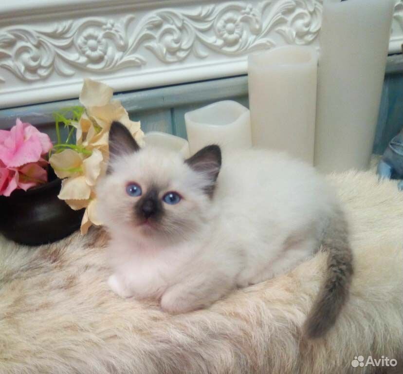 Единственный (последний) котенок рэгдолл