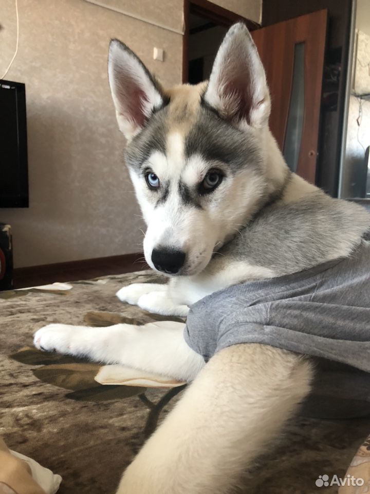 Хаски девочка