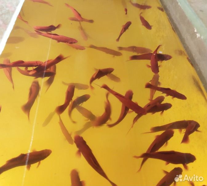 Меченосцы рубин