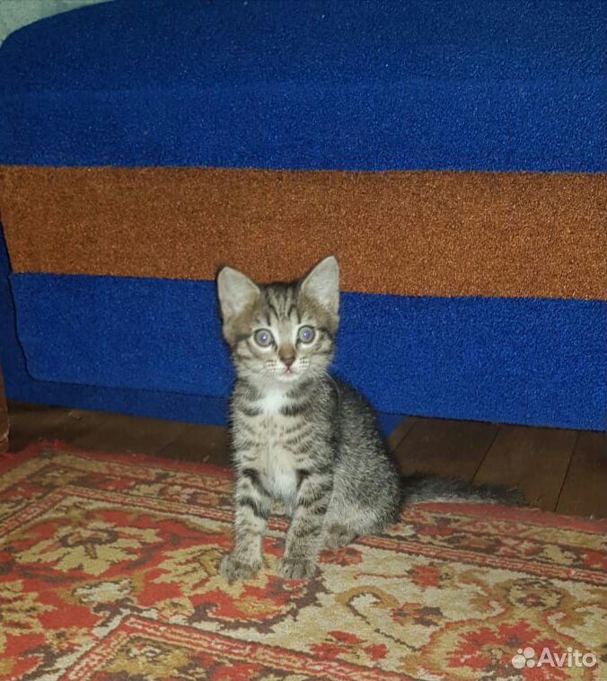 Кошка, котенок, в добрые руки