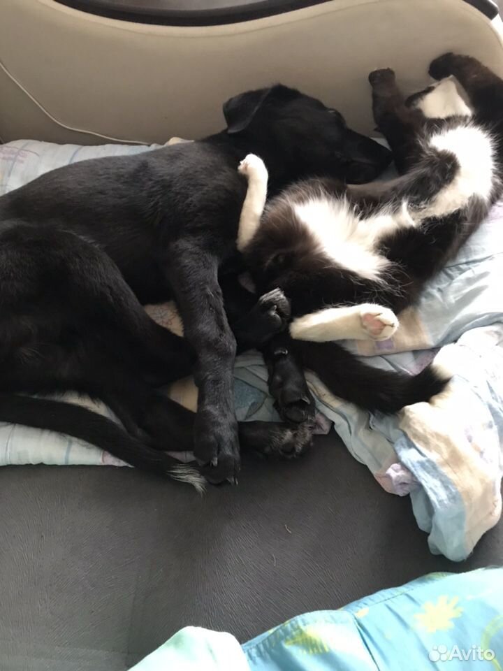 Отдам в добрые руки