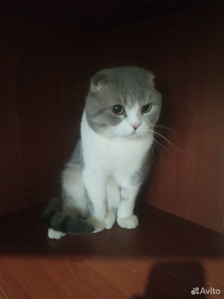 Отдадим в добрые руки кота