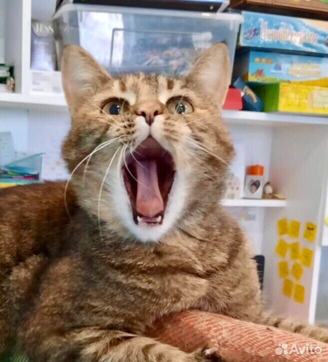 Тигра-супер ласковая и очень комфортная кошечка ищ