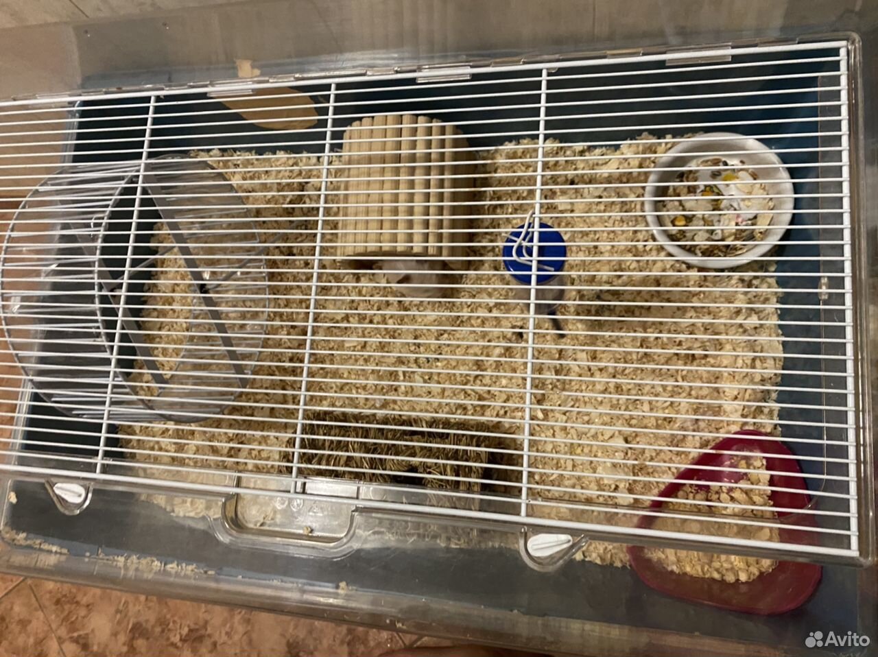 Сирийский Хомяк