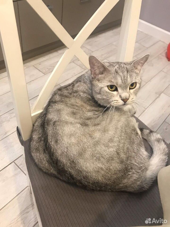 Кот бурмила