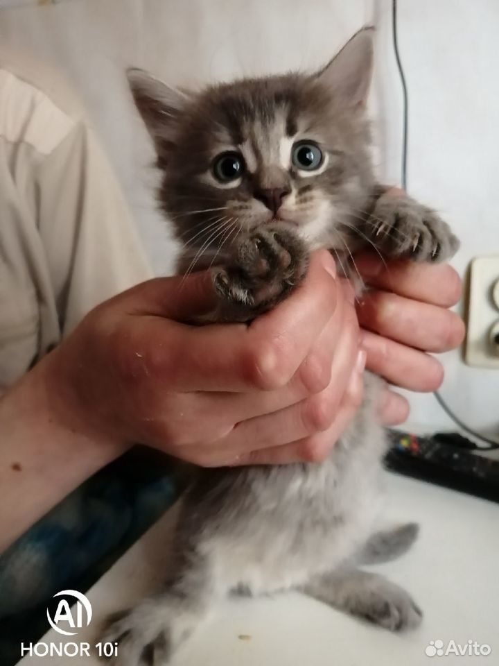 Маленький, хорошенький котёнок ищет дом