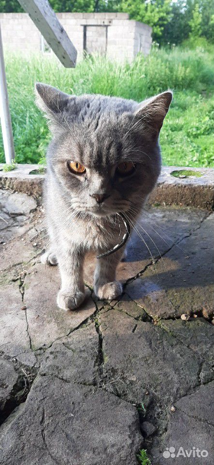 Серый пушистик