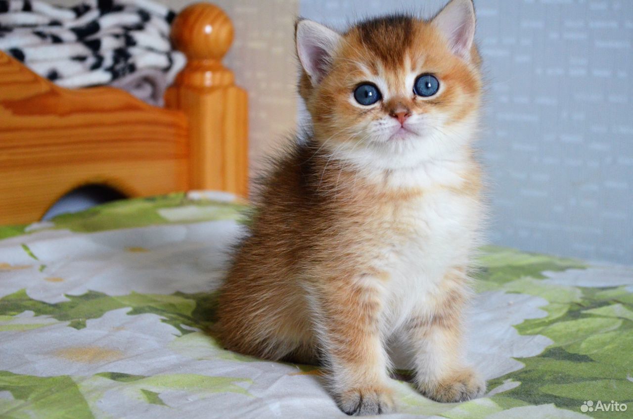 Золотое британское чудо