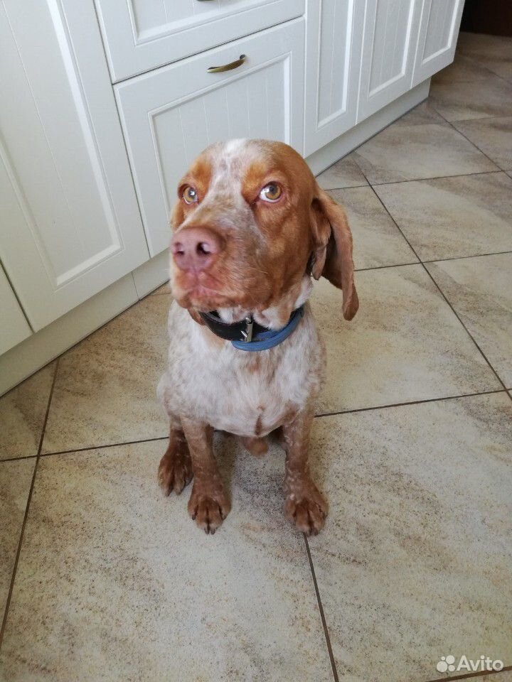 Русский спаниель