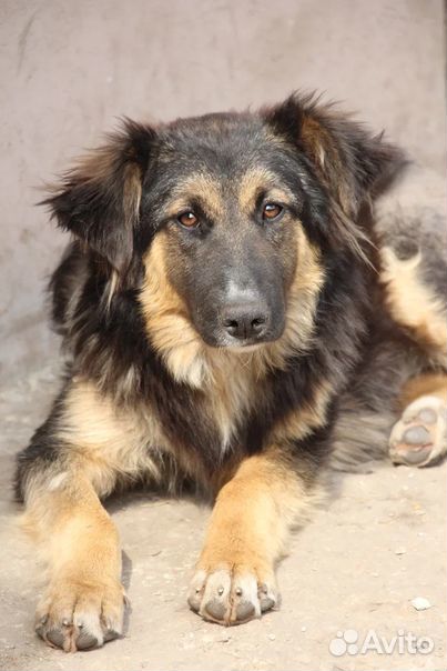 Собака стерилизованная