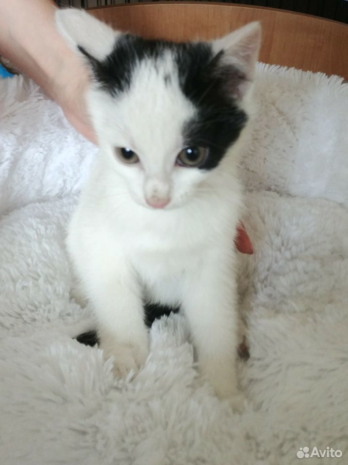 Отдам в добрые руки котят