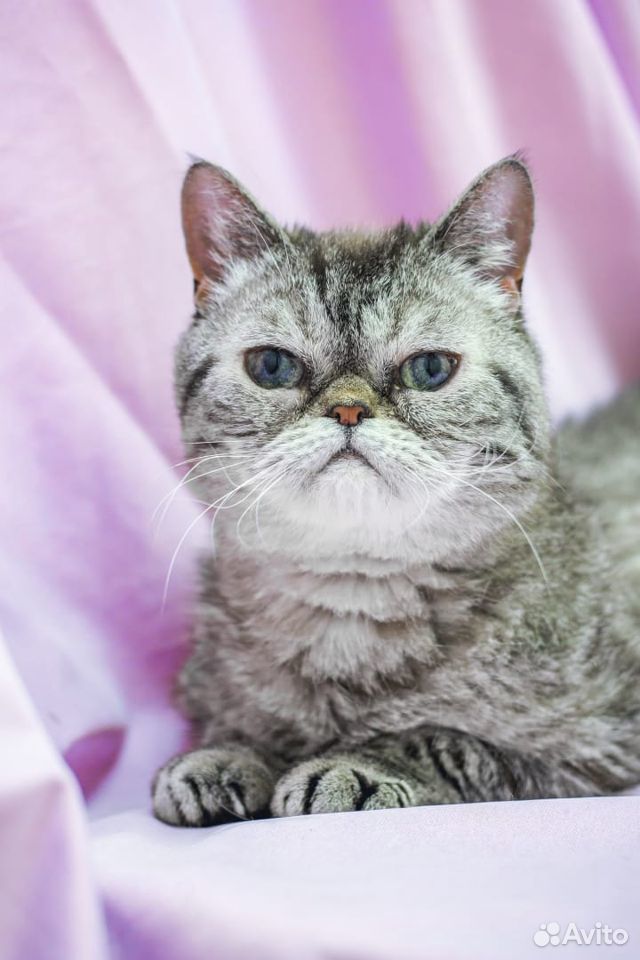 Экзот девочка в добрые руки