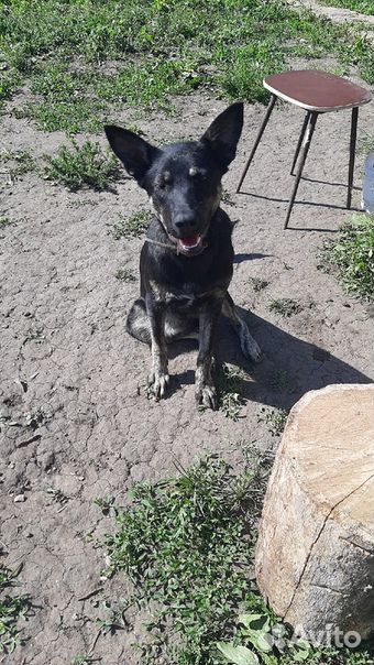 Собака стерилизованная