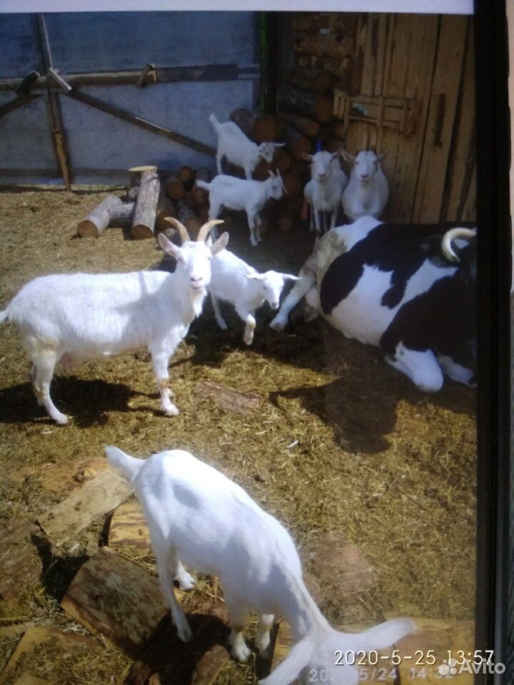 Коза козлята