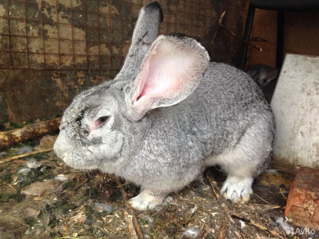 Продажа кролика