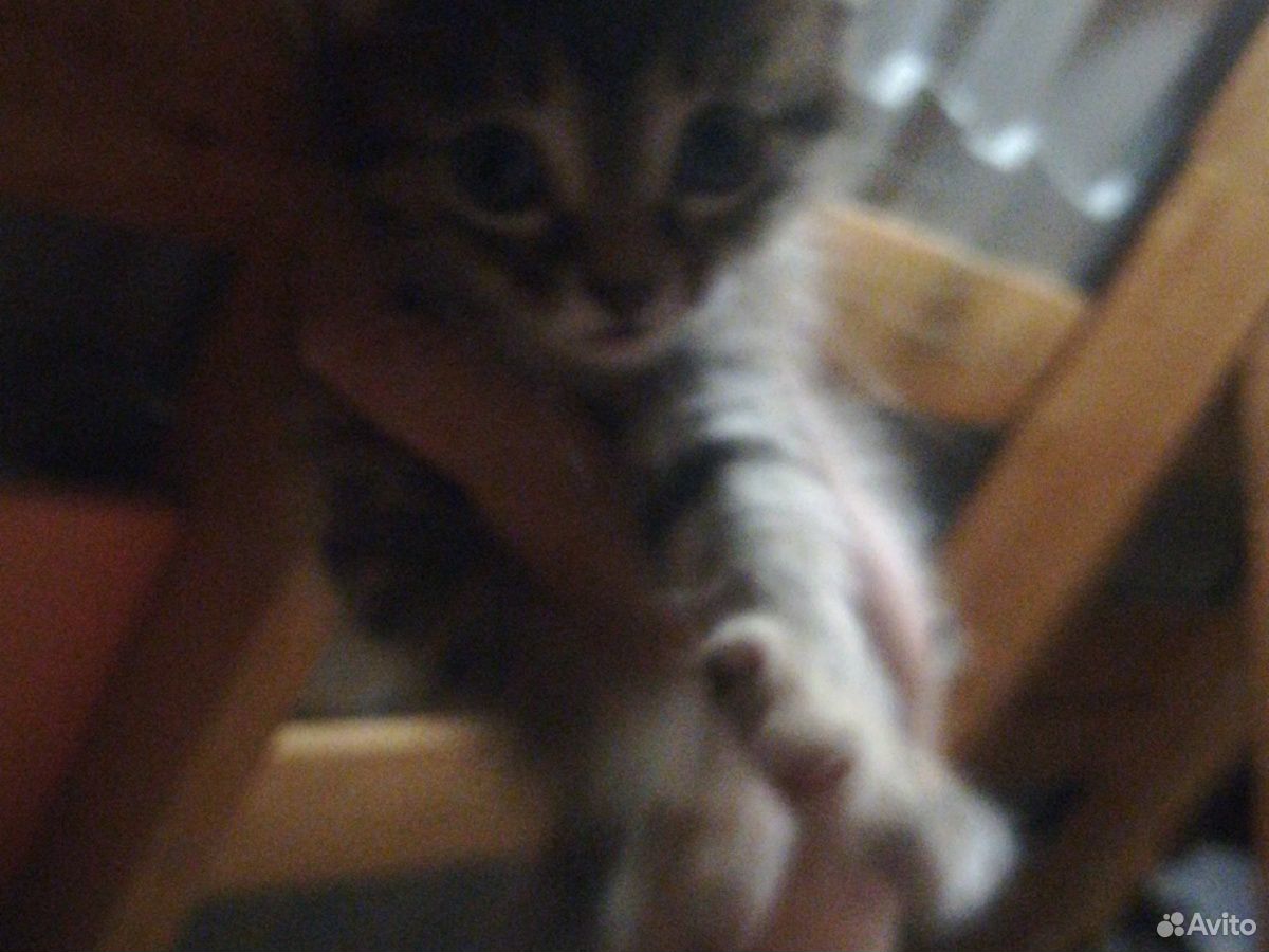 Котенок (женского пола)