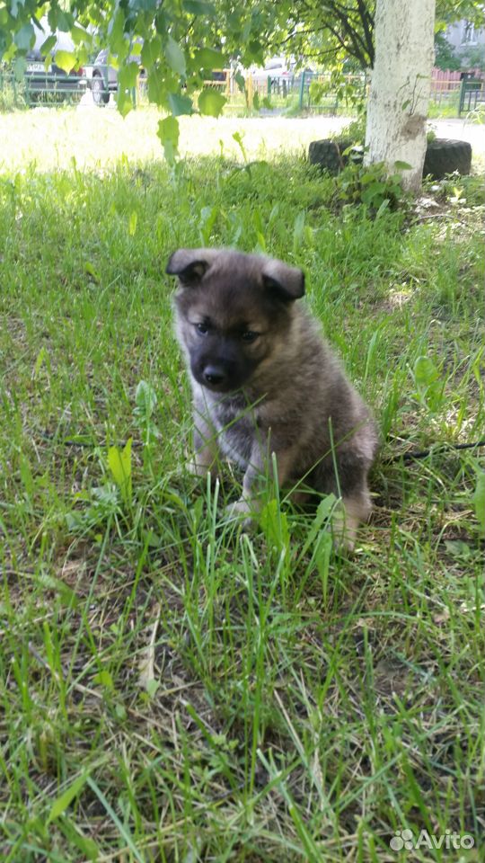 Щенок норвежского элкхаунда