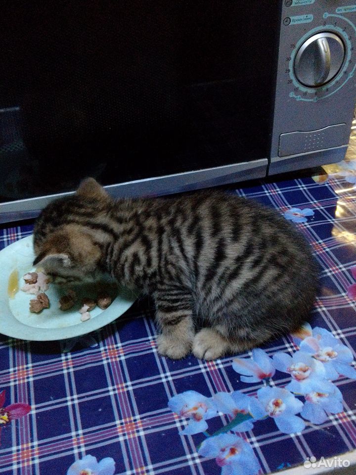 Отдам милых котят в добрые руки