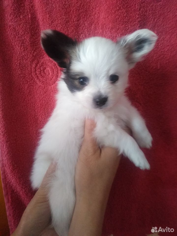 Щенок папийона