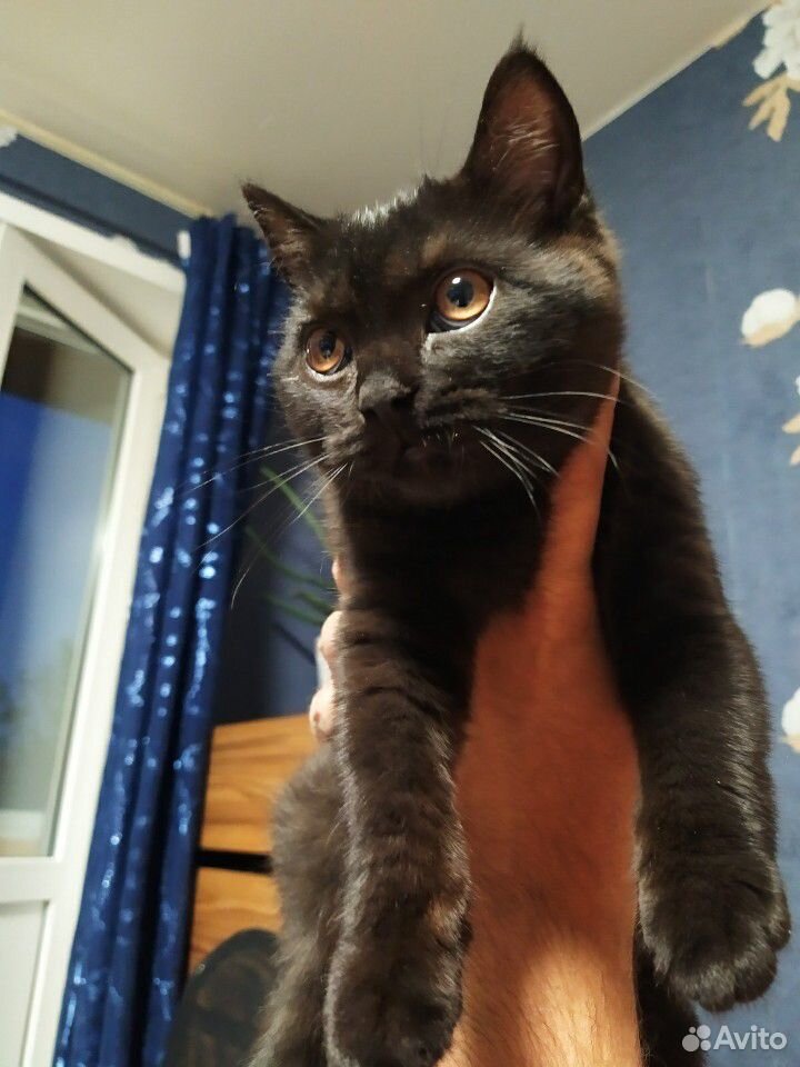 Шотландский Котенок