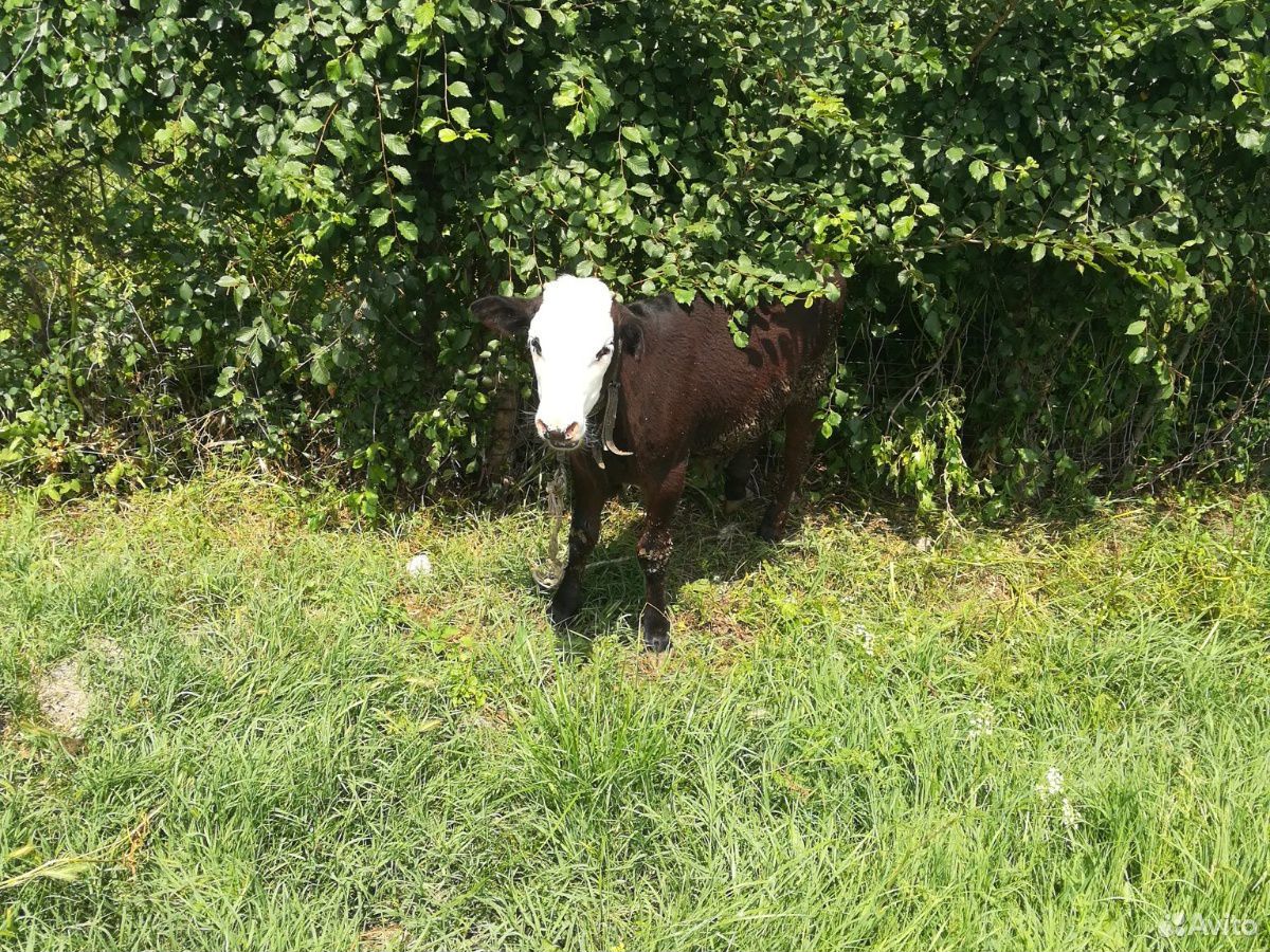 Продаю быка